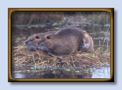 Captain William Sanders Chapter, NSDAR, Port Arthur, Texas
